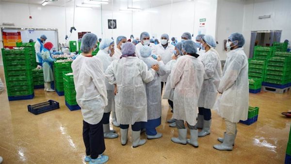 CAIRO 3A INVESTED EGP3bn IN POULTRY SECTOR IN THE PAST 5 YEARS, THE ...